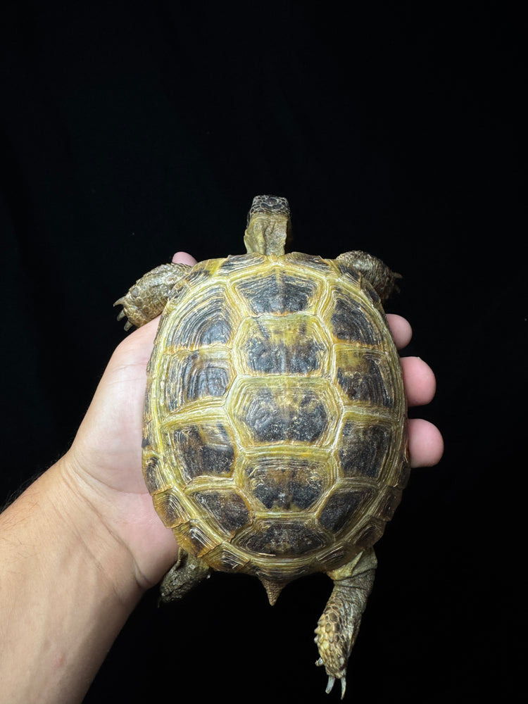 Female Russian Tortoise #22 – AquaTerra Exotic Pets