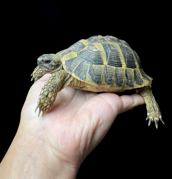 USA CB Male Hermann’s #21 – AquaTerra Exotic Pets